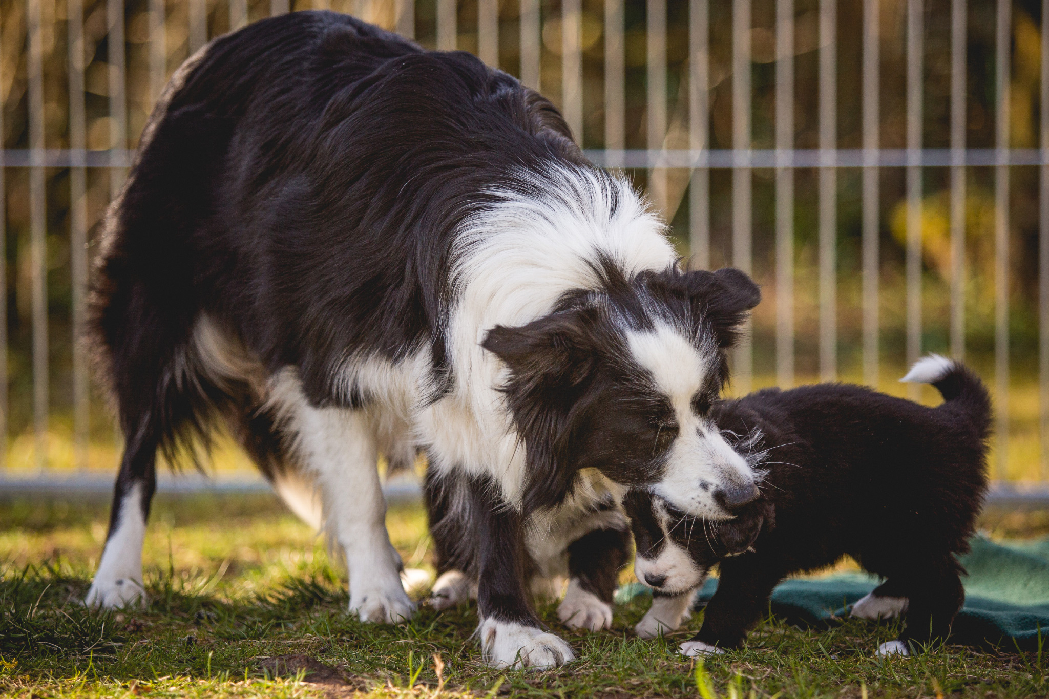 Einmal Border Collie Züchter sein – I | Broadmeadows Border Collies